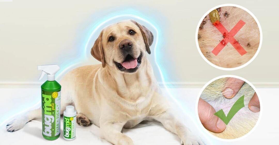 BugMD: Flea + Tick Concentrate